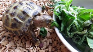 Do Turtles Eat Lettuce? A Comprehensive Examination of Turtle Diets ...