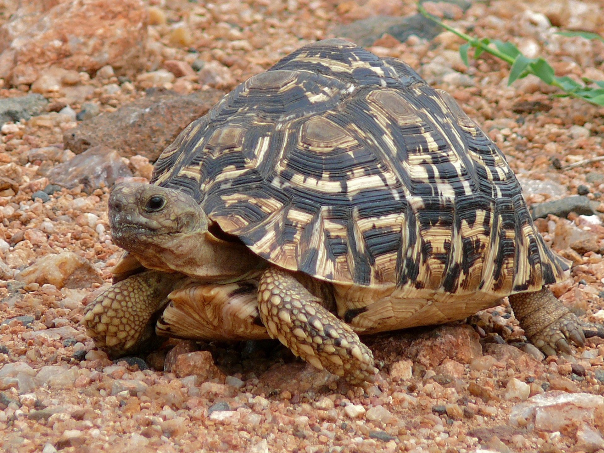 How Big Do Leopard Tortoises Get: Size, Lifespan, and Other Key ...