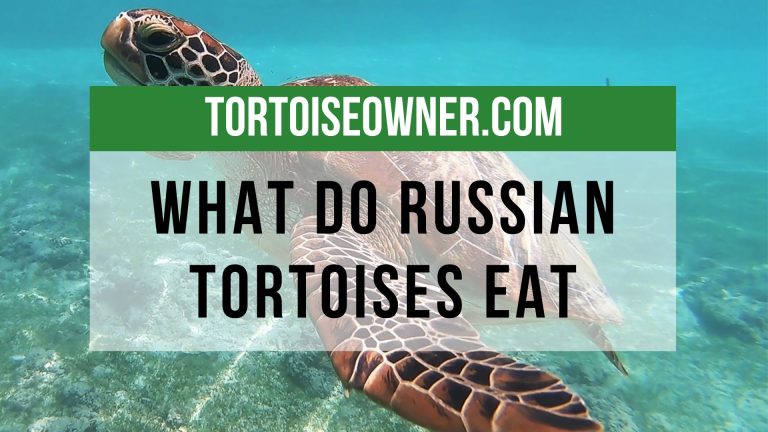 What Do Russian Tortoises Eat: A Comprehensive Diet Guide | Tortoise Owner