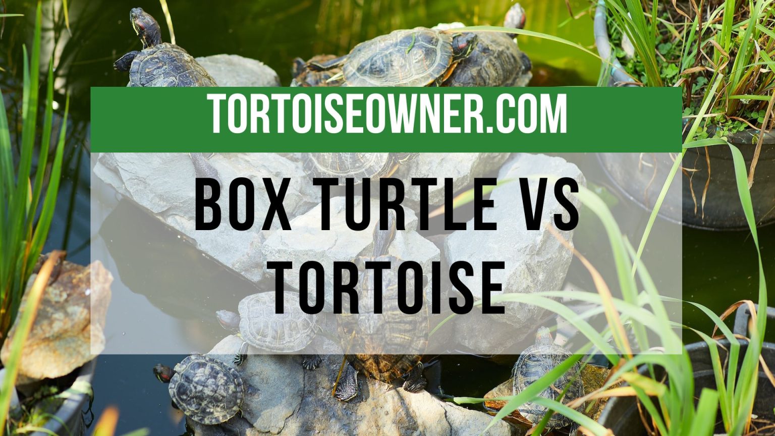 Box Turtle vs Tortoise: A Comprehensive Comparison Guide | Tortoise Owner