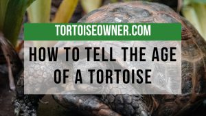 How to Tell the Age of a Tortoise: A Comprehensive Guide | Tortoise Owner