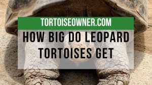 How Big Do Leopard Tortoises Get: Size, Lifespan, and Other Key ...