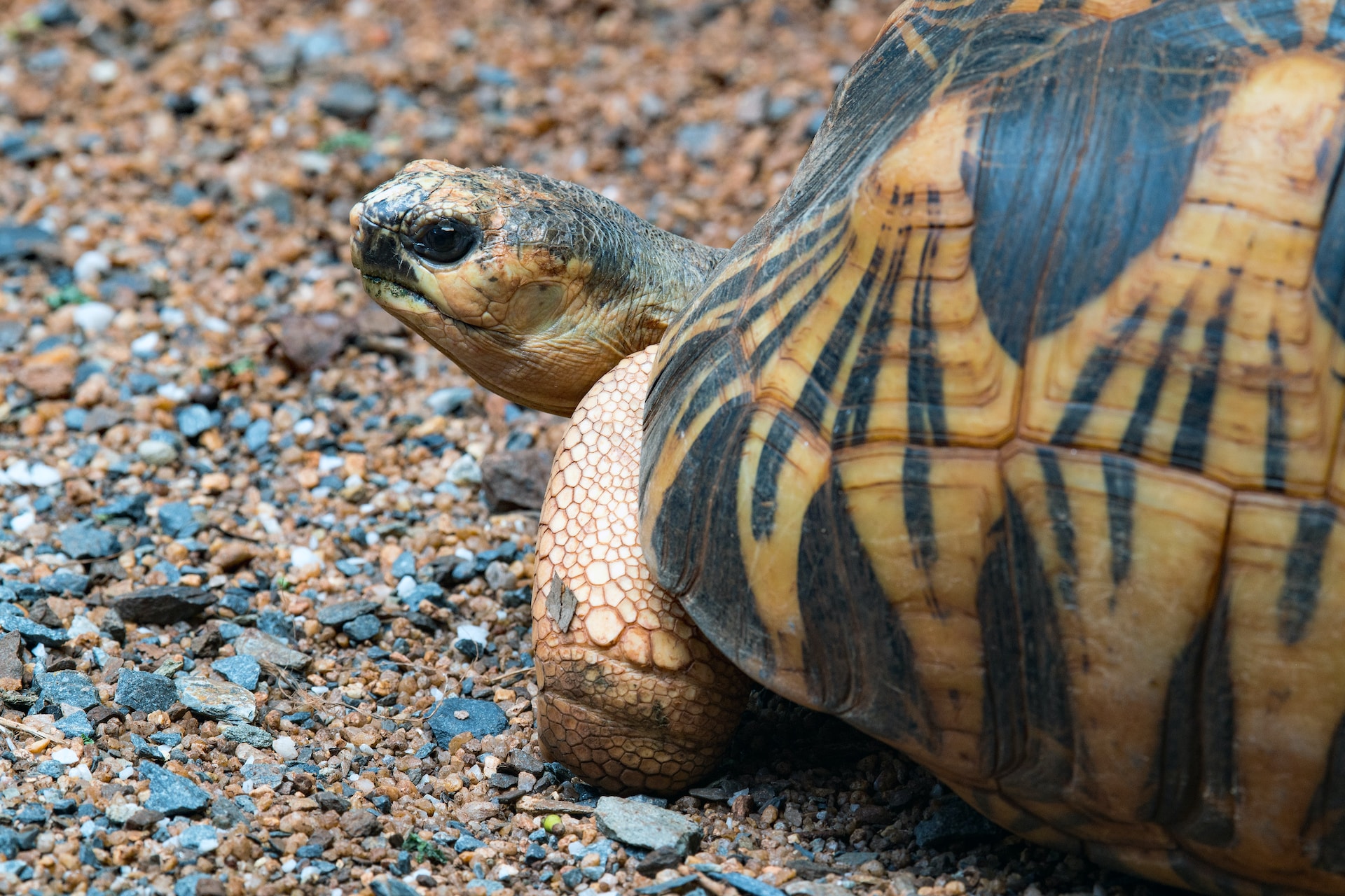 How to Tell the Age of a Tortoise: A Comprehensive Guide | Tortoise Owner