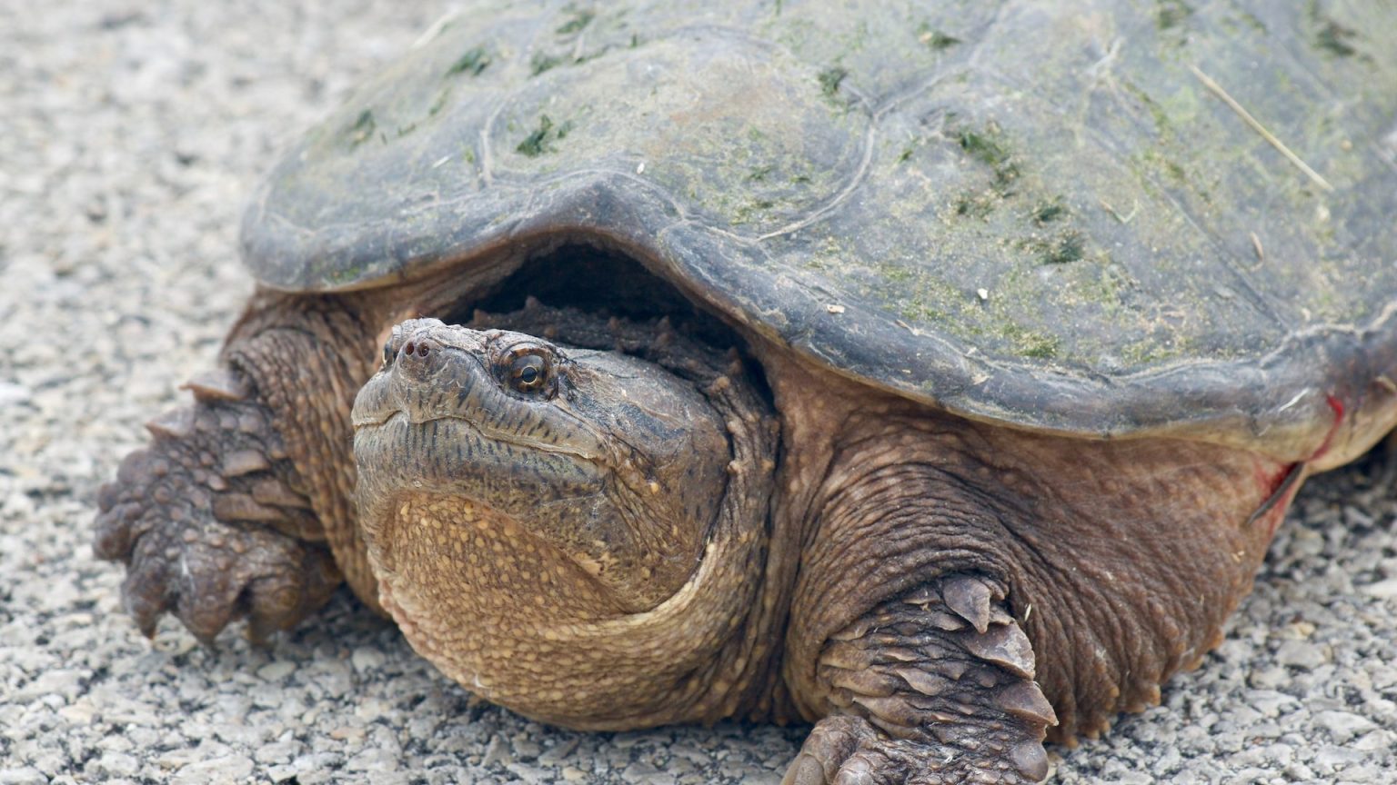 Do Turtles Hibernate?: Unfolding the Mysteries of Turtle Hibernation ...