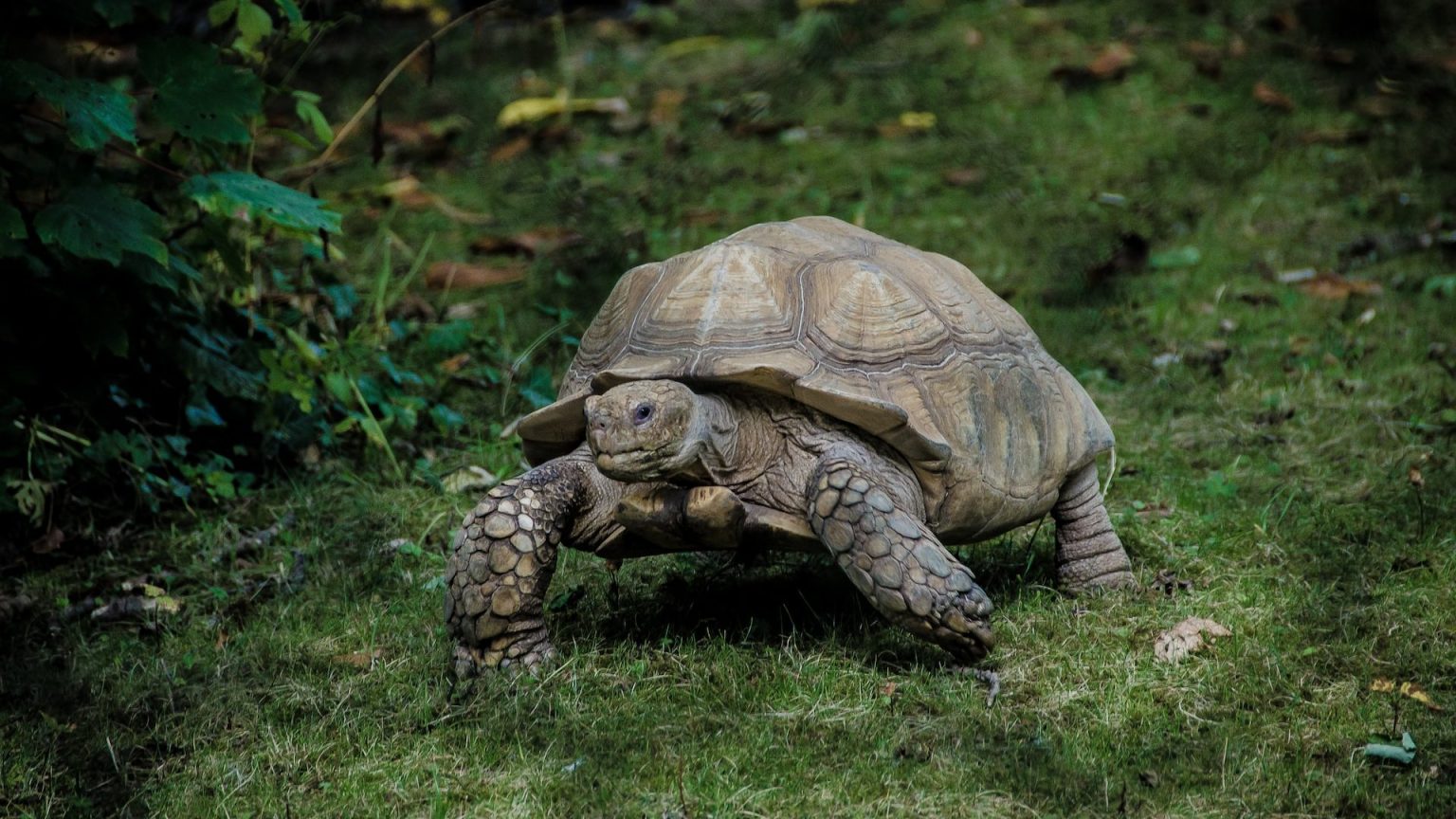 Understanding What Turtles Eat: A Detailed Study | Tortoise Owner