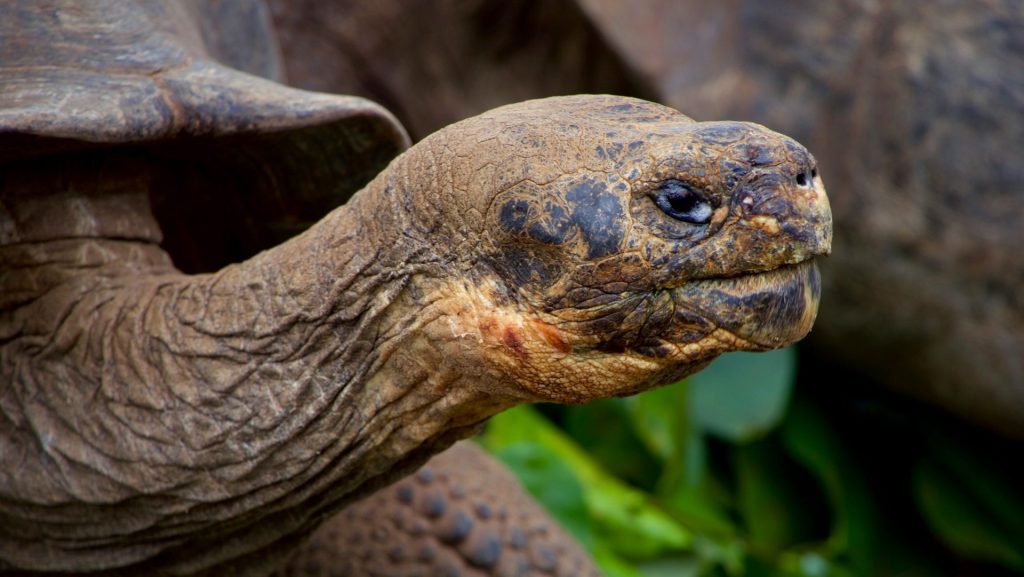How Do Turtles Breathe and Other Interesting Facts | Tortoise Owner