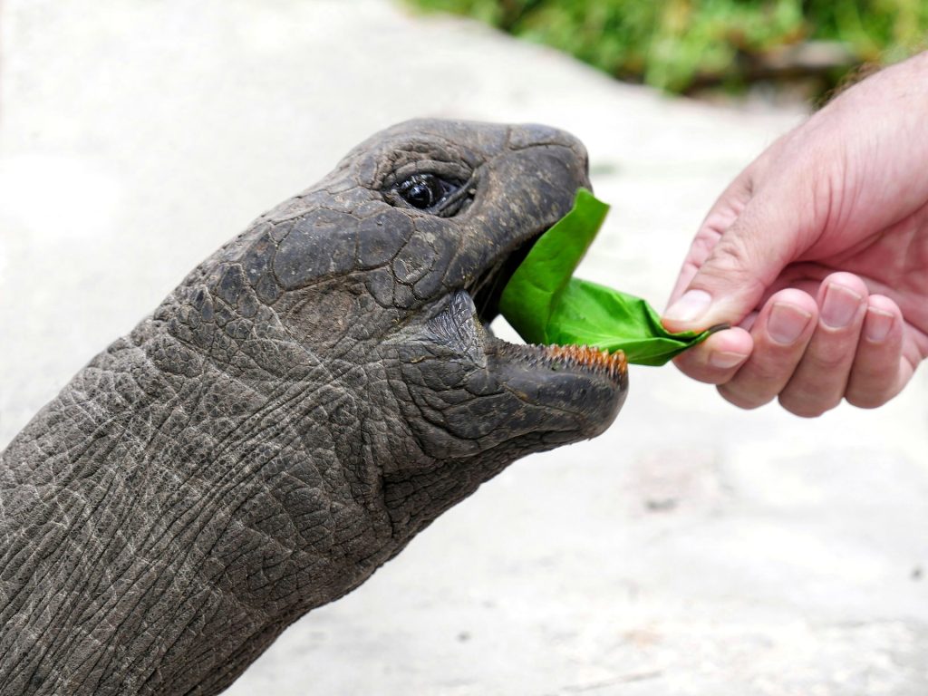 Do Turtles Eat Lettuce? A Comprehensive Examination of Turtle Diets ...