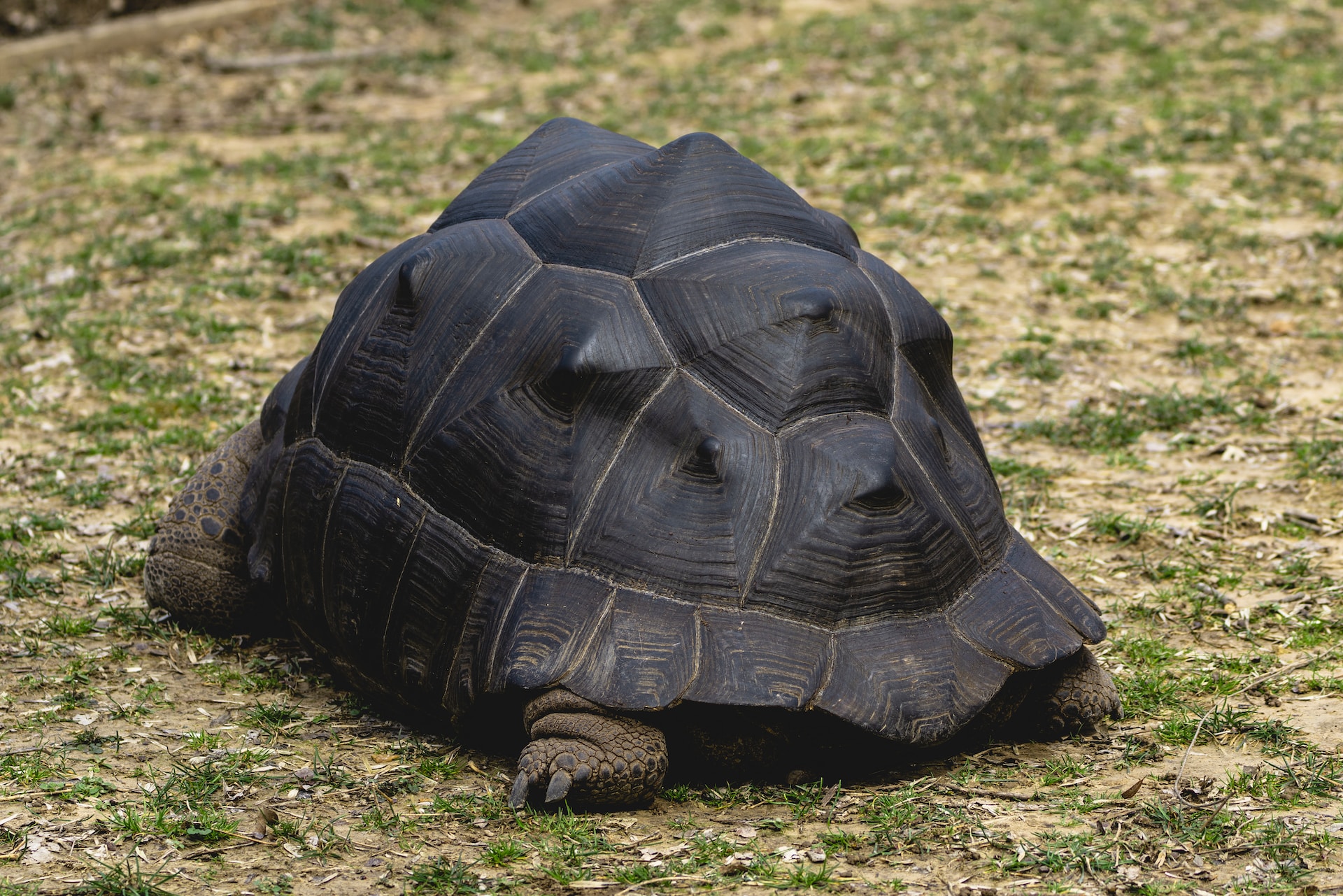 Discovering How Long Do Sulcata Tortoises Live: Lifespan, Care, and ...
